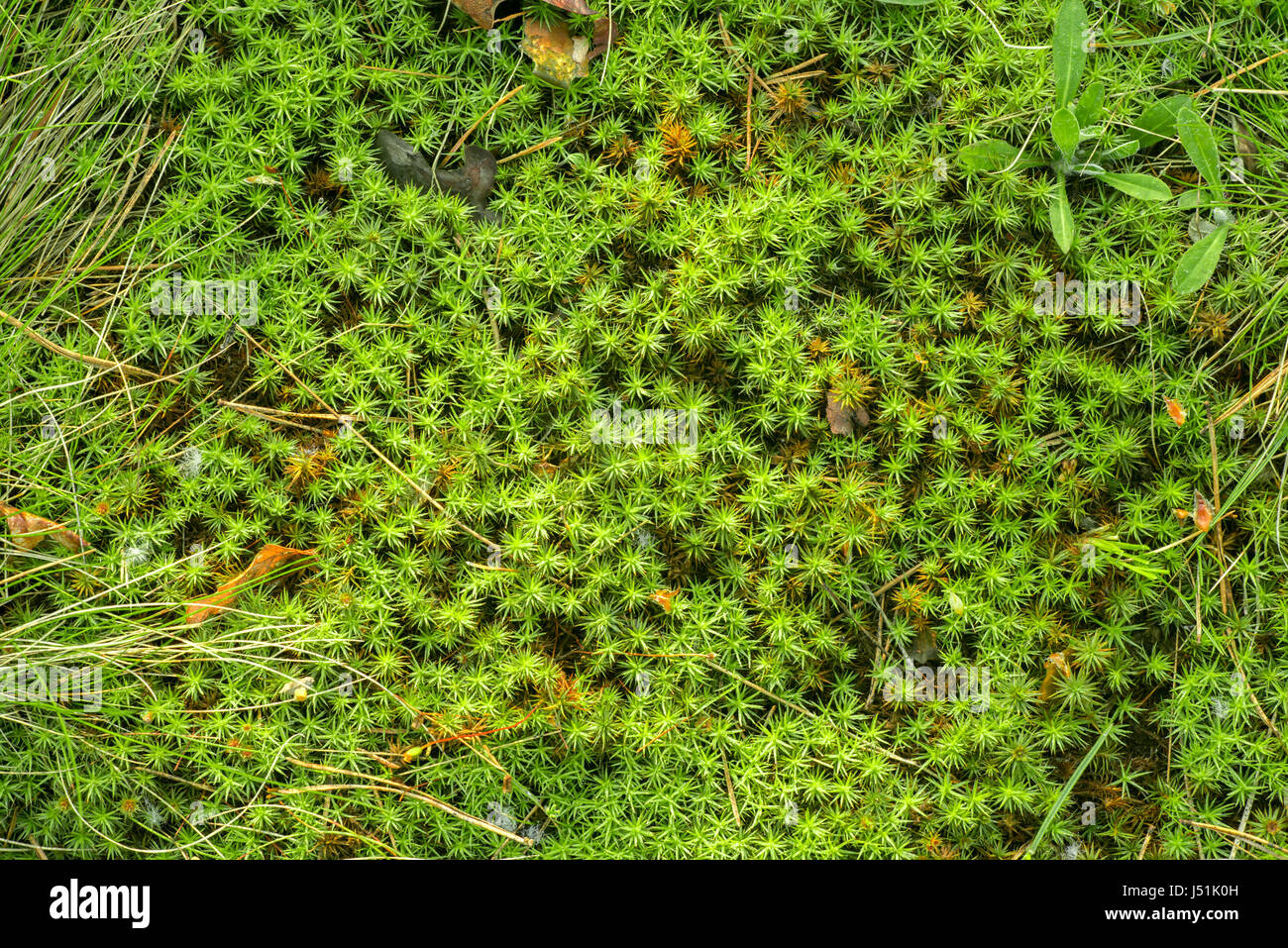 closeup to forest moss background texture Stock Photo - Alamy