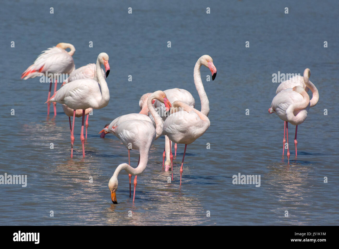 Wild greater flamingos in the Camargue, France Stock Photo - Alamy