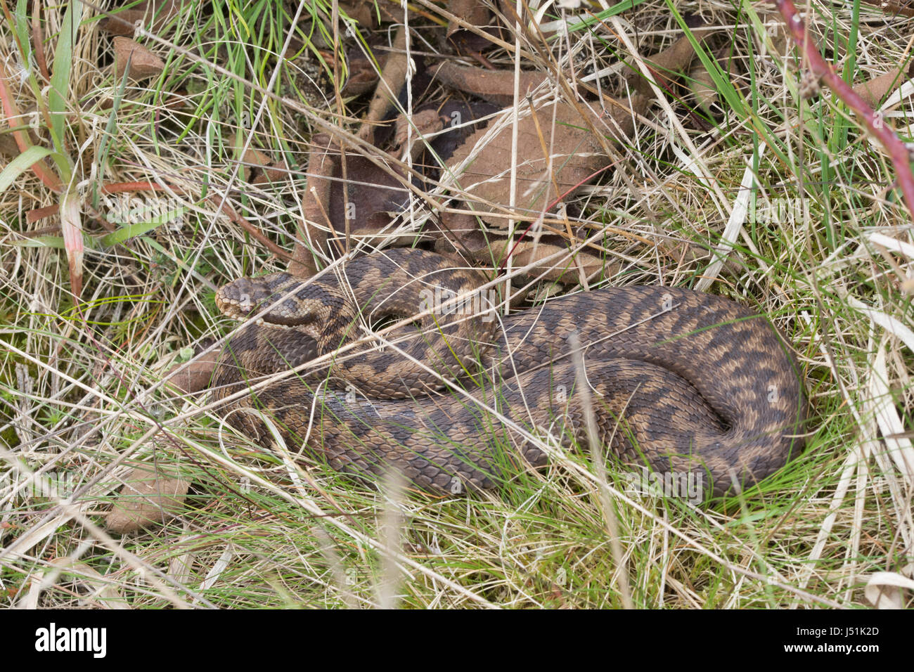 Female adder hi-res stock photography and images - Alamy