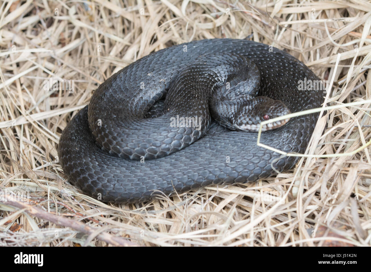 Melanistic adder (Vipera berus Stock Photo - Alamy
