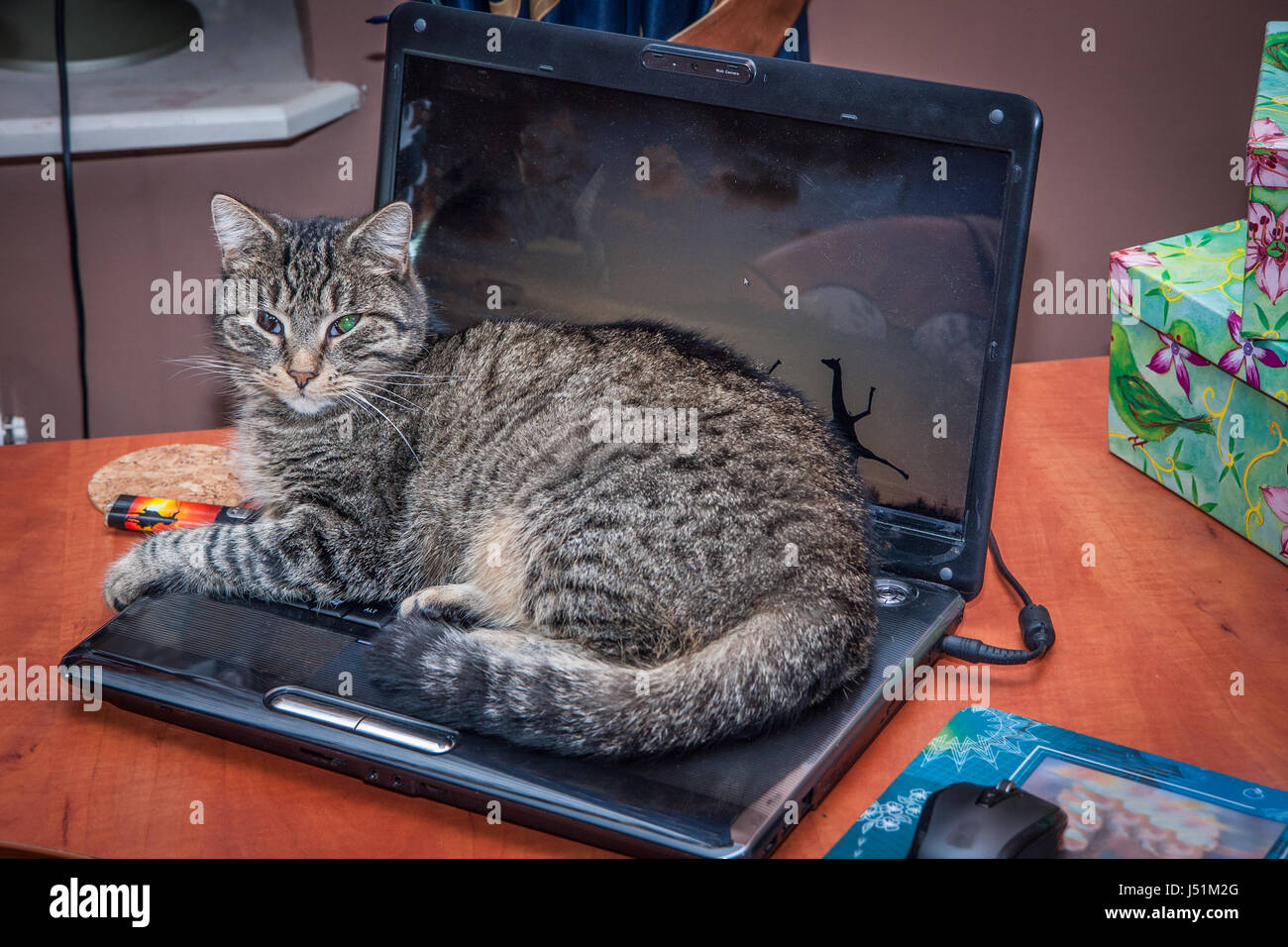A cat sitting on the la[top. computer Stock Photo - Alamy