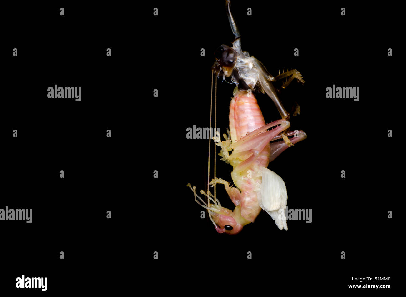 Molting Insects High Resolution Stock Photography and Images - Alamy