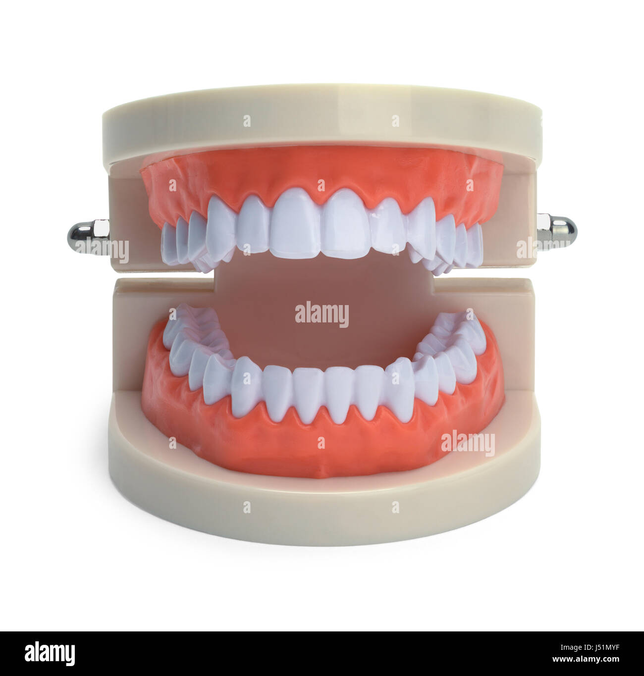 Open Dental Teeth Model Isolated on White Background Stock Photo - Alamy