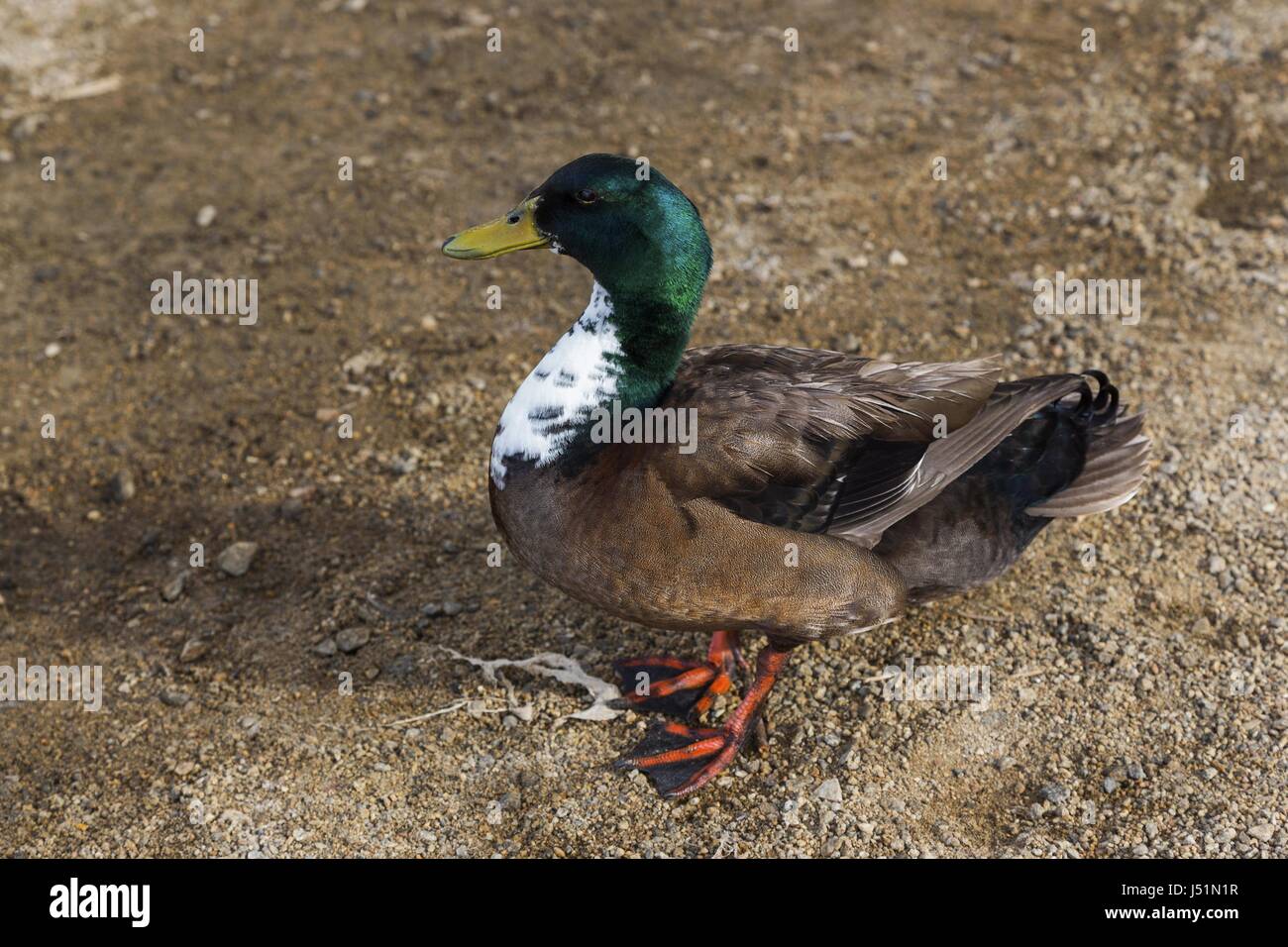 Male Mallard Duck Animal Bird Profile Isolated Standing at Lake Poway ...