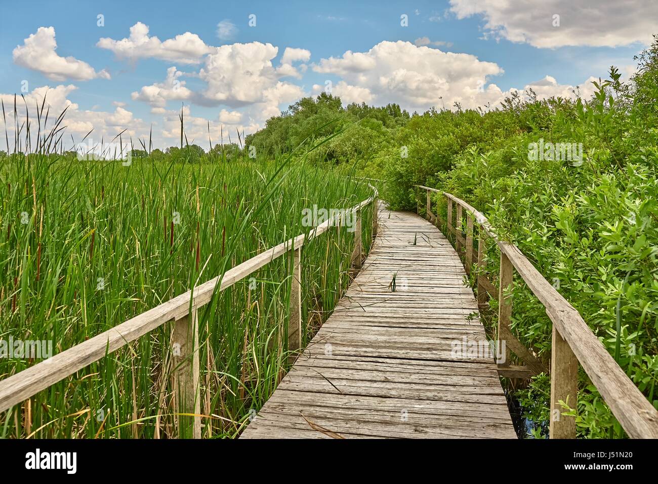Swamp walking path Stock Photo - Alamy