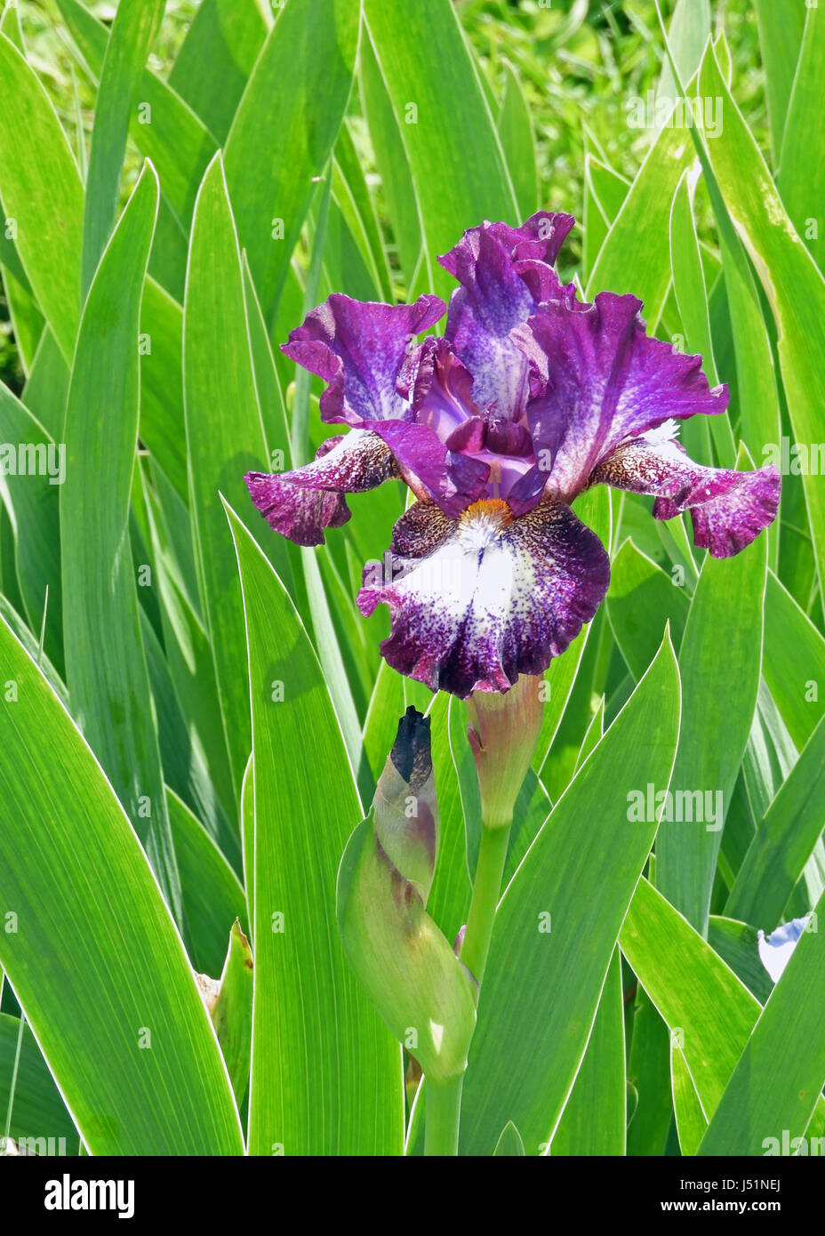 Purple Bearded Irises Stock Photo - Alamy