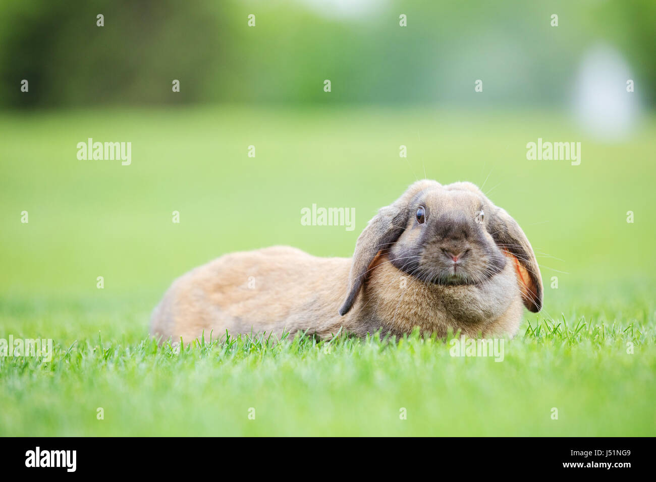 Flap down ear hi-res stock photography and images - Alamy