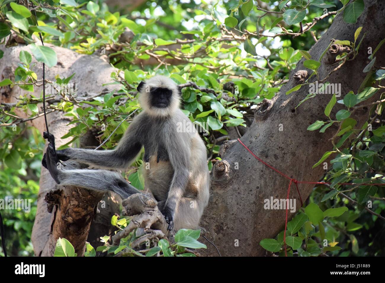 Monkey in India Stock Photo - Alamy