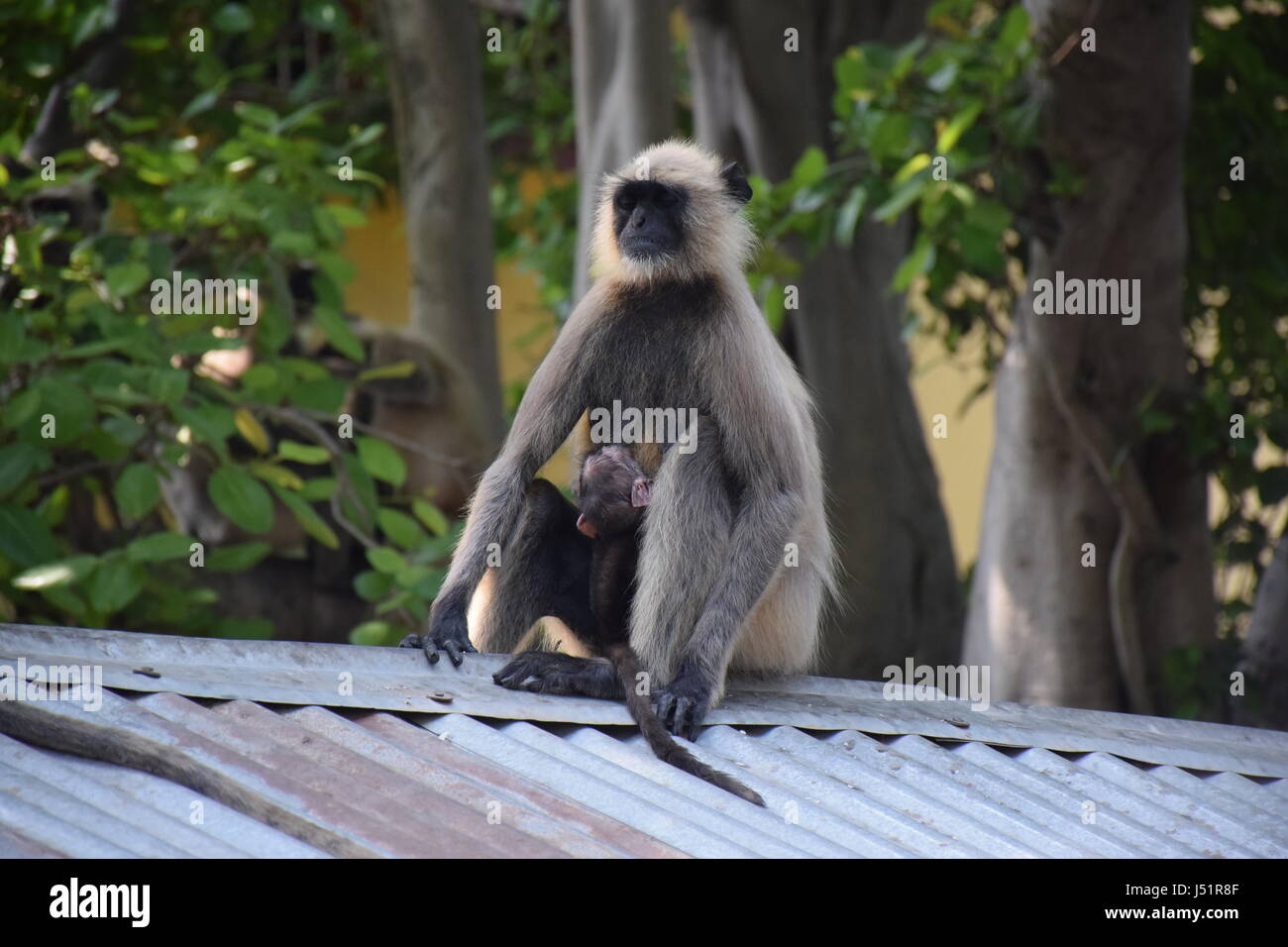 Monkey in India Stock Photo - Alamy