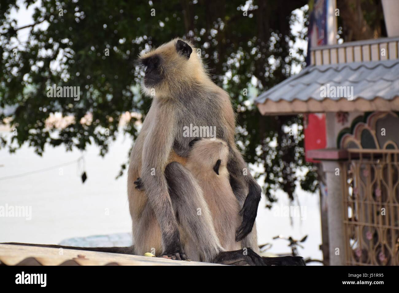 Monkey in India Stock Photo - Alamy