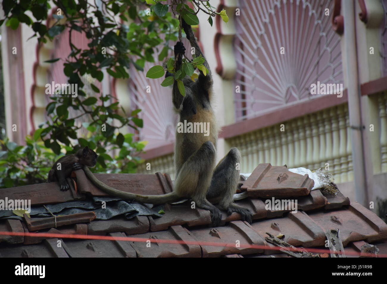 Monkey in India Stock Photo - Alamy
