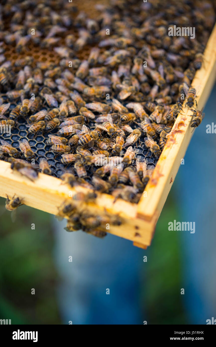 Bees in hive frame hi-res stock photography and images - Alamy