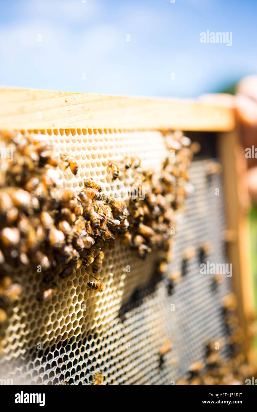 Capped honey frame hi-res stock photography and images - Alamy
