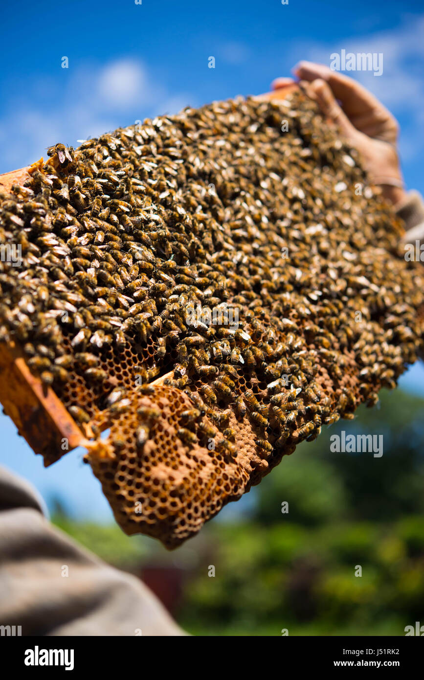 An angled view of a bee frame being held up Stock Photo - Alamy