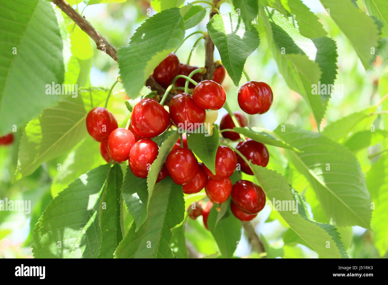 Picking cherries group hi-res stock photography and images - Alamy