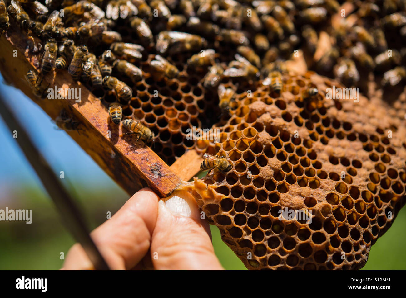 Brood frame hi-res stock photography and images - Alamy