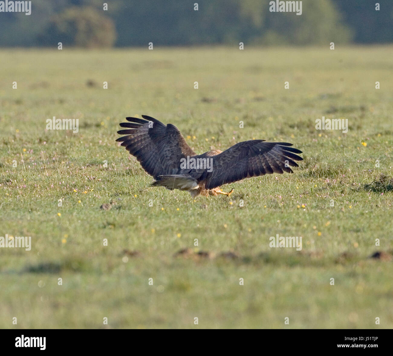 Common buzzard Buteo buteo landing on grassy area, near Brockenhurst ...