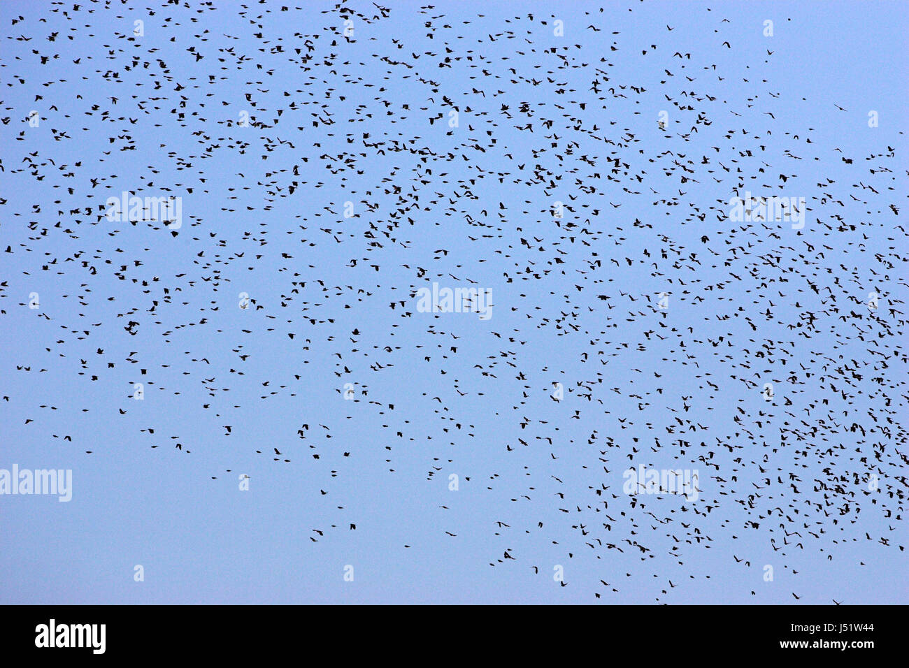Red-winged blackbird Agelaius phoeniceus flock in flight Bosque del ...