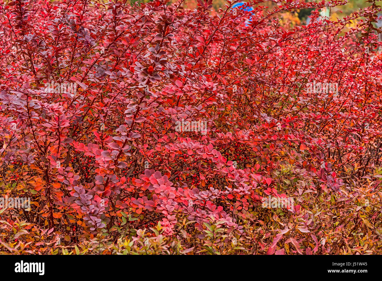 Bush of barberry in the red color, autumn Stock Photo - Alamy