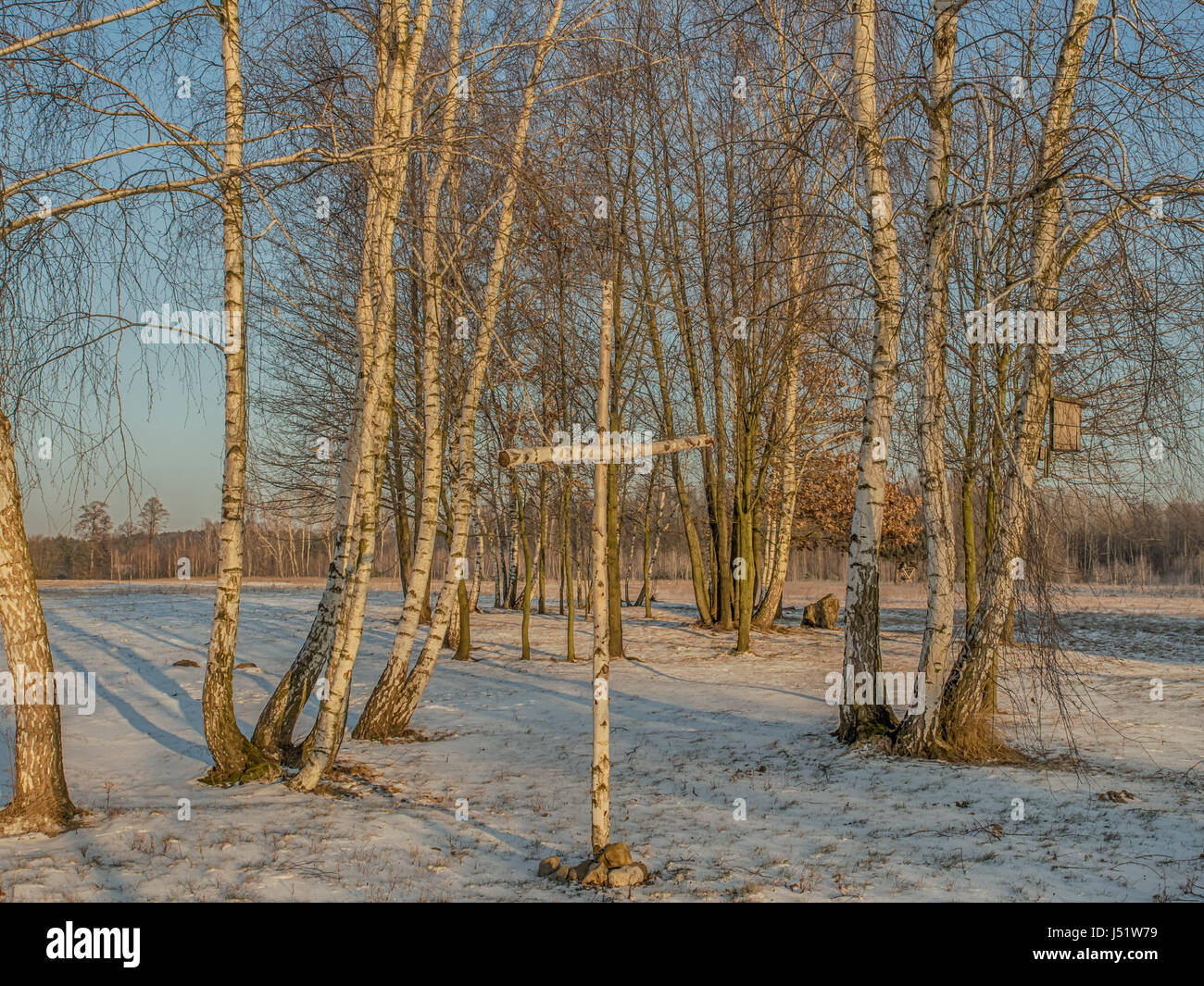 Birch tree Cross in the light of morning, winter sunshine with birch ...