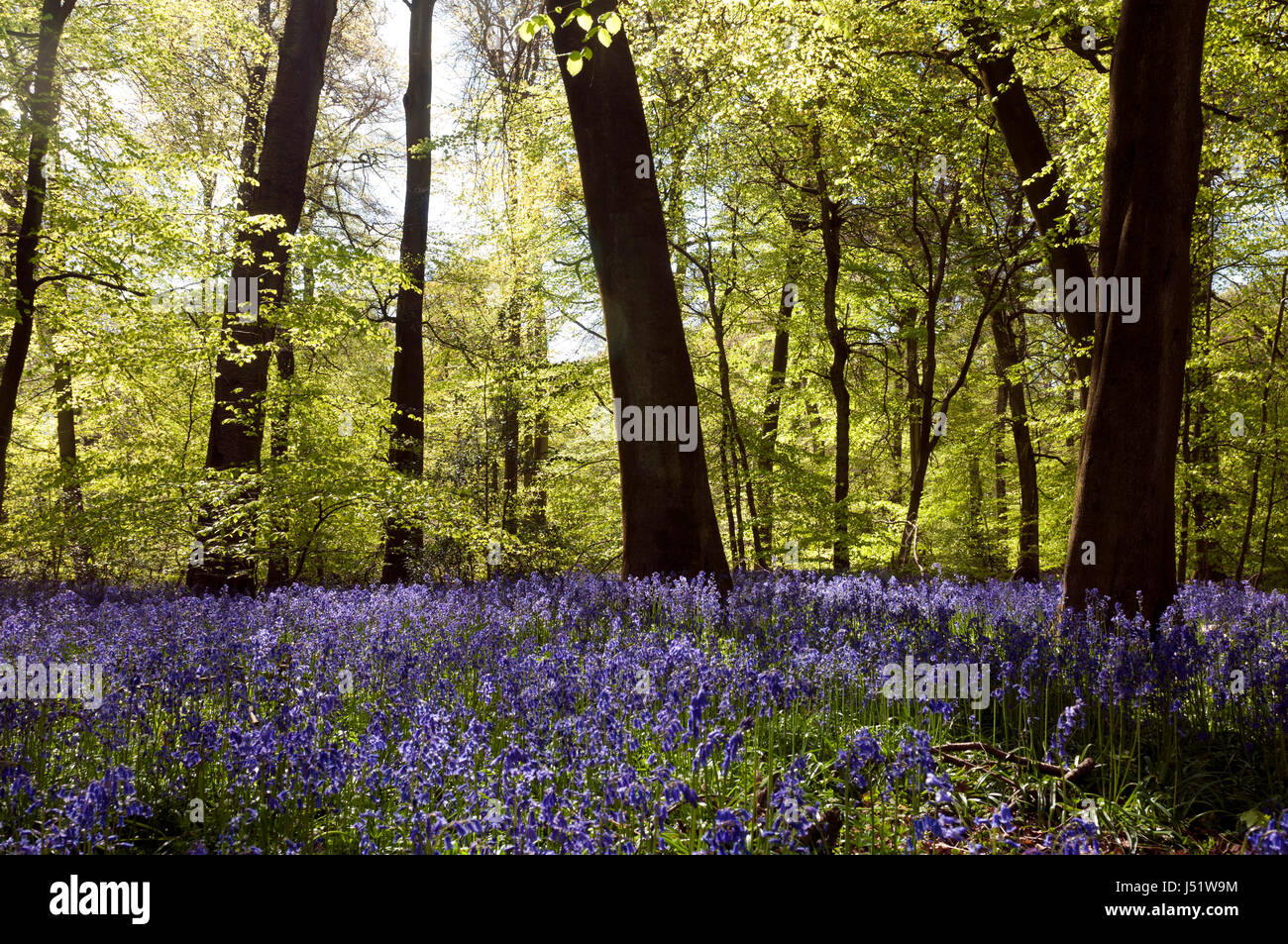 Bluebells in Aston Rowant Nature Reserve, Oxfordshire, England, UK ...