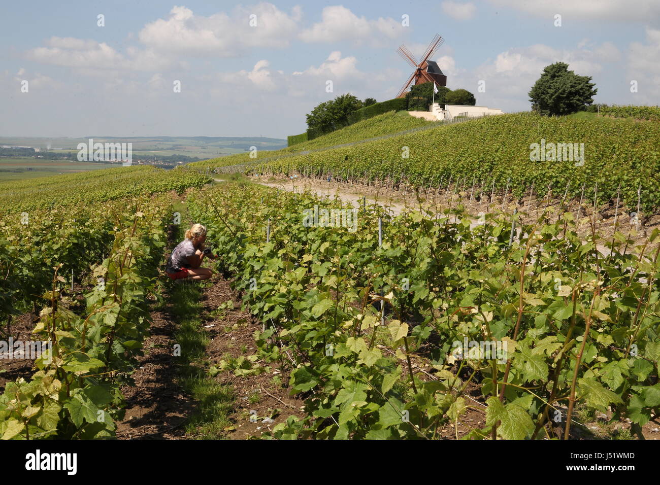 Mumm vineyard france hi-res stock photography and images - Alamy