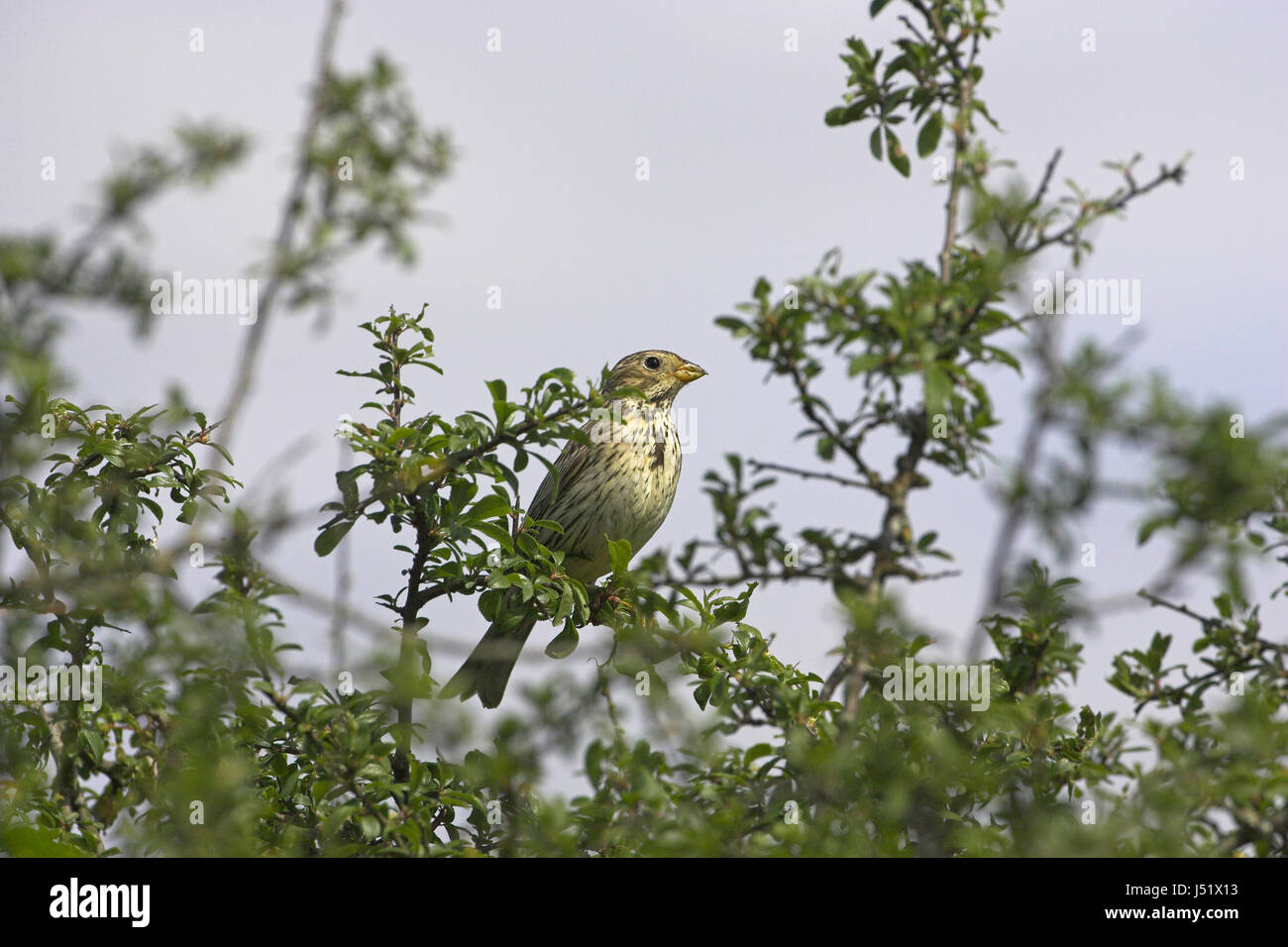 Corn bunting Miliaria calandra male in Hawthorn Crataegus monogyna bush ...