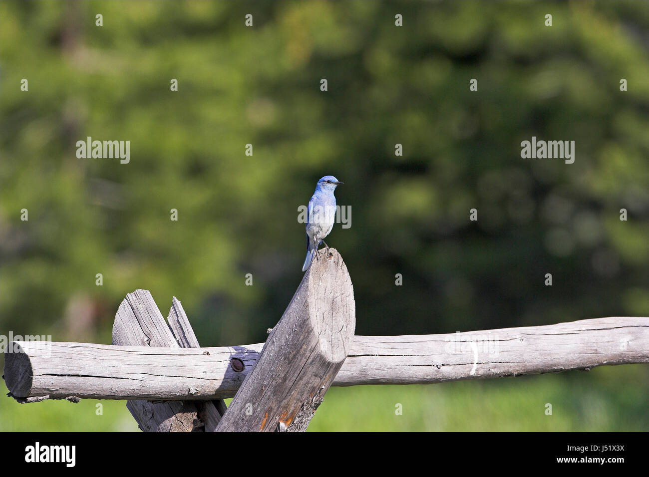 Mountain bluebird Sialia currucoides male United States of America ...