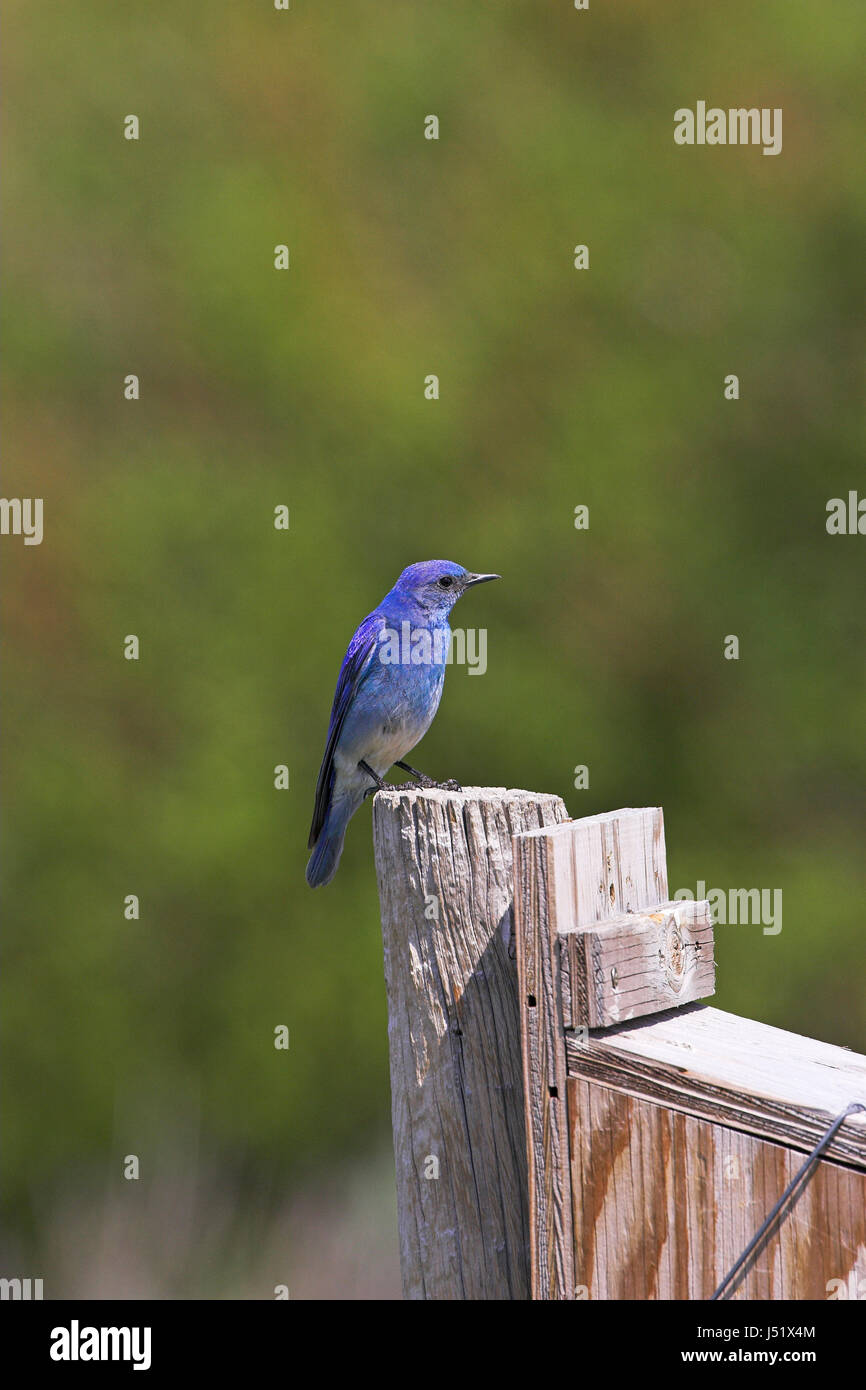 Mountain bluebird Sialia currucoides male by nest box United States of ...