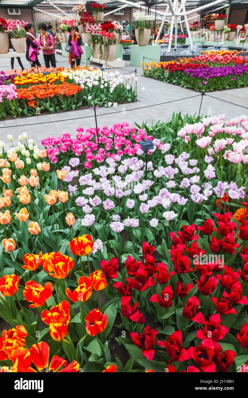 Europe, Netherlands, Lisse, Keukenhof Gardens, Tulip Display Stock Photo - Alamy