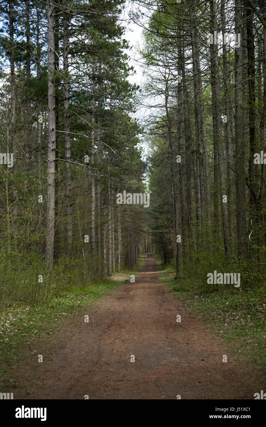Man made dirt path in forest in Canada Stock Photo - Alamy