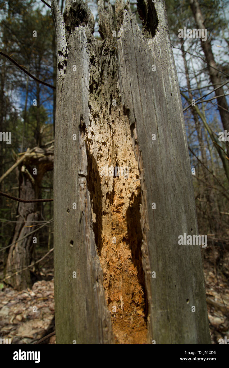 Decaying log post in forest Stock Photo - Alamy
