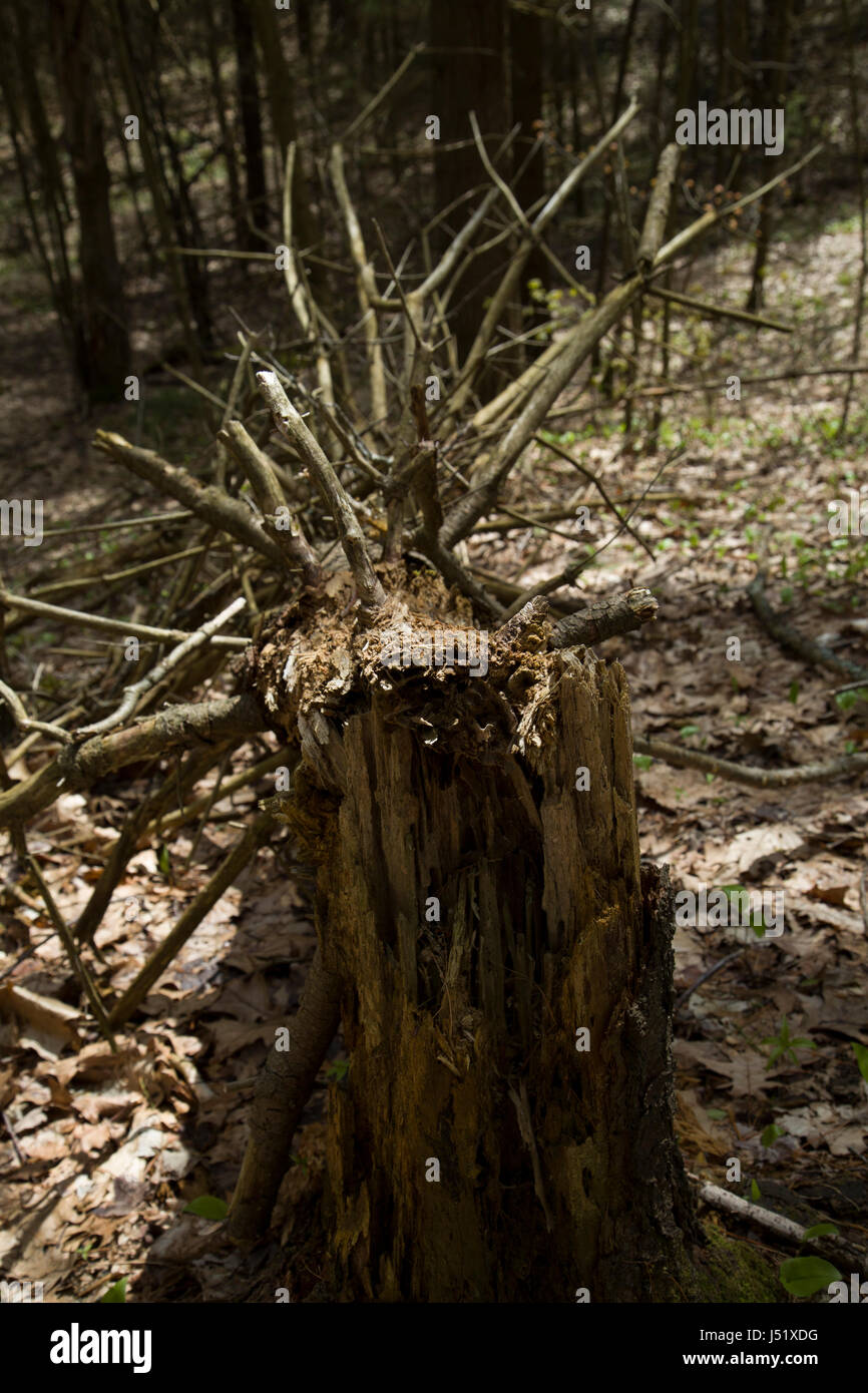 Broken tree stick hi-res stock photography and images - Alamy