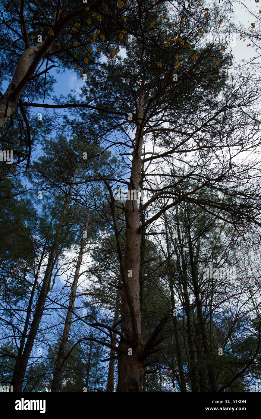 Tall trees in a Canadian forest Stock Photo - Alamy