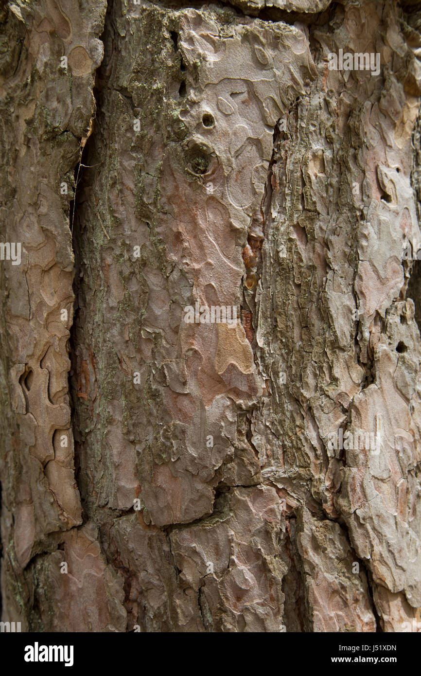 Closeup of natural cedar bark on a Canadian tree Stock Photo - Alamy
