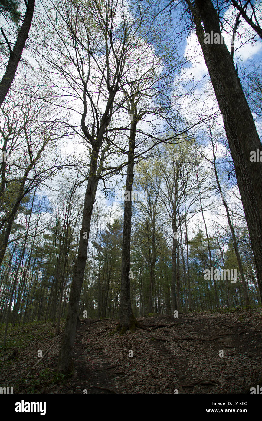 Tall spruce sky forest hi-res stock photography and images - Alamy