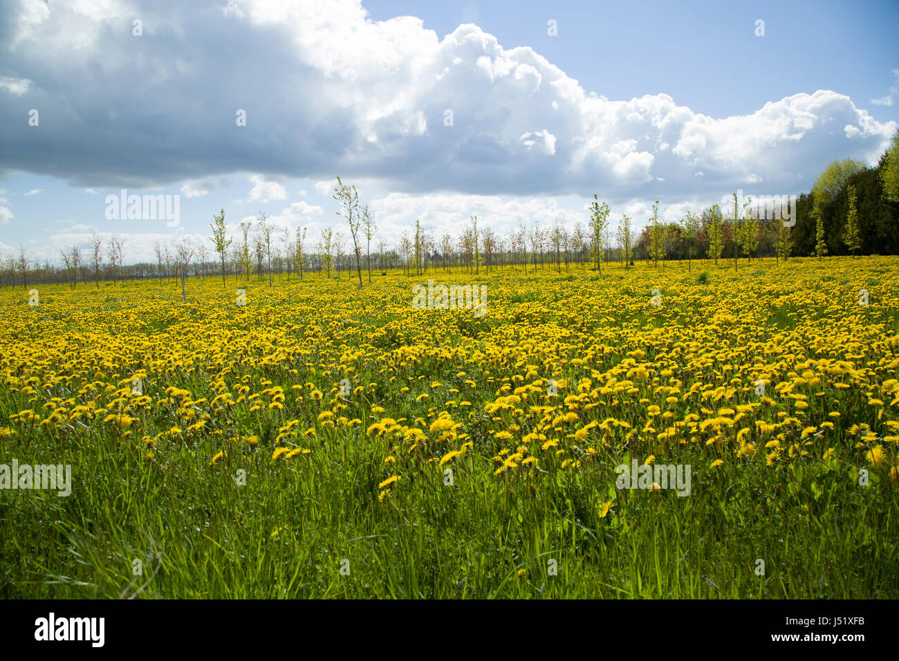Landscape view of field of dandelions at a tree farm Stock Photo - Alamy