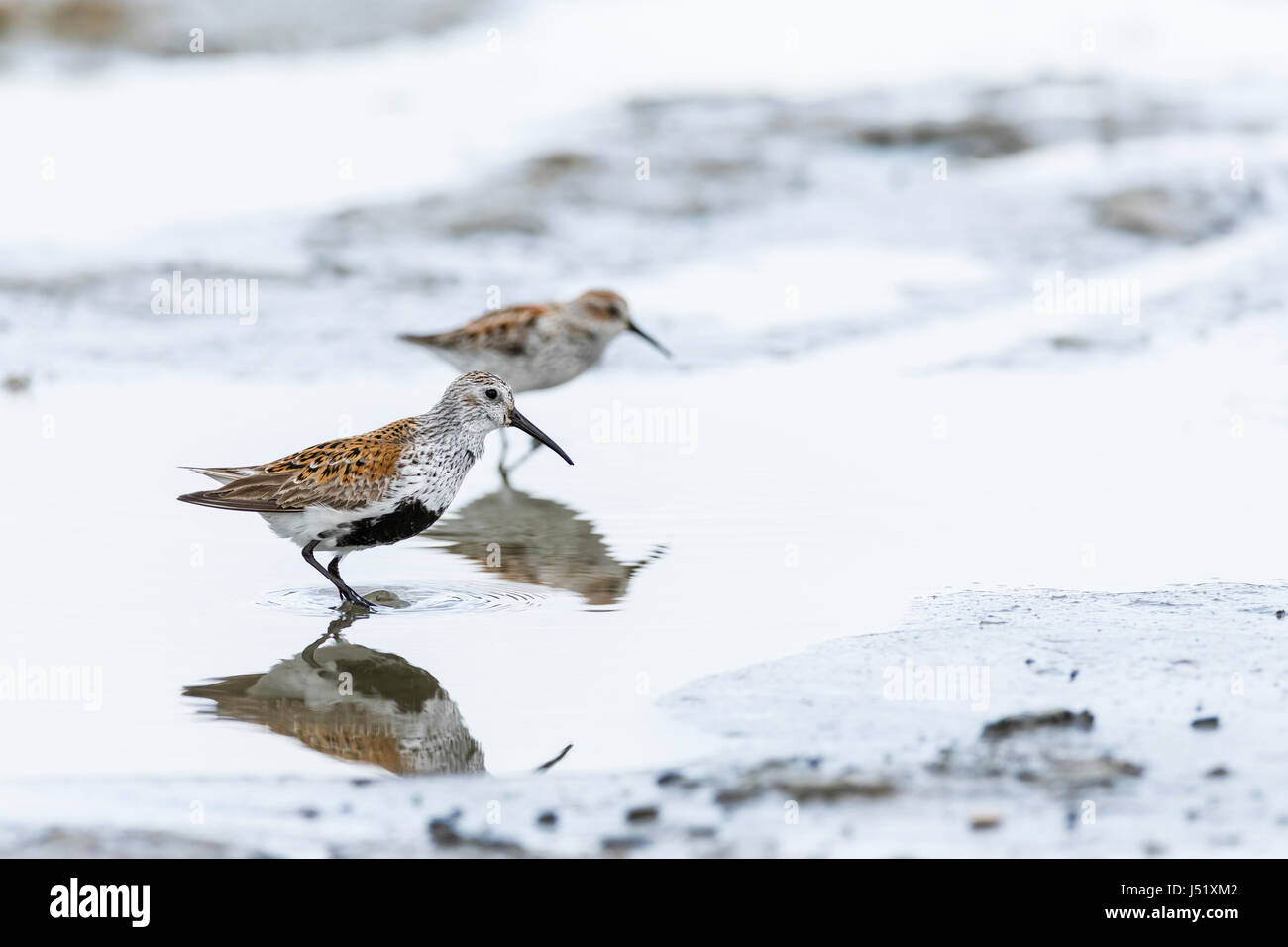 Dunlin (Calidris alpina) and Western Sandpiper (Caldris mauri) foraging ...