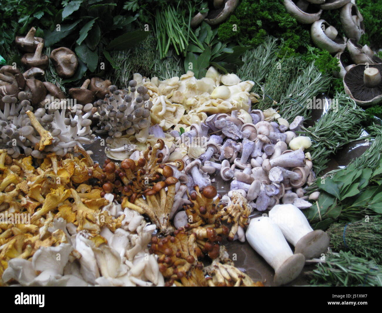 Morelles hi-res stock photography and images - Alamy