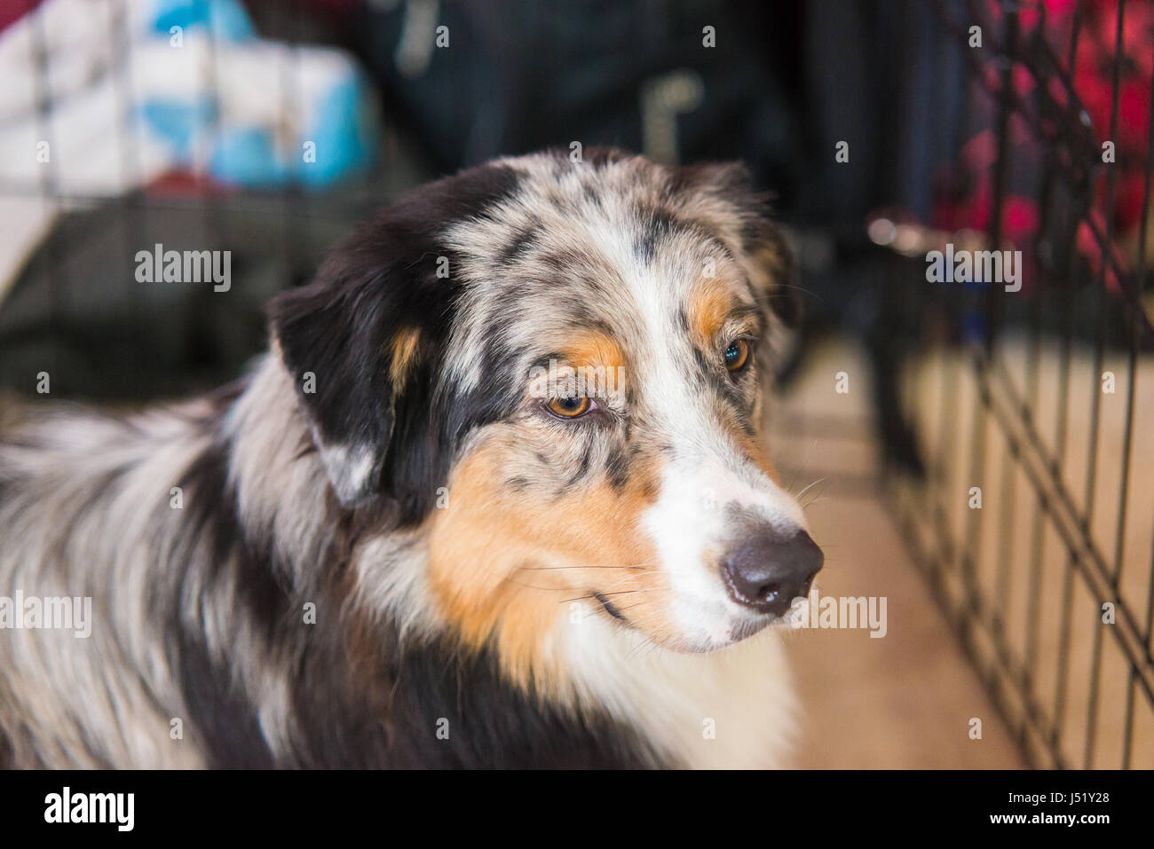 Australian shepherd labrador hi-res stock photography and images - Alamy
