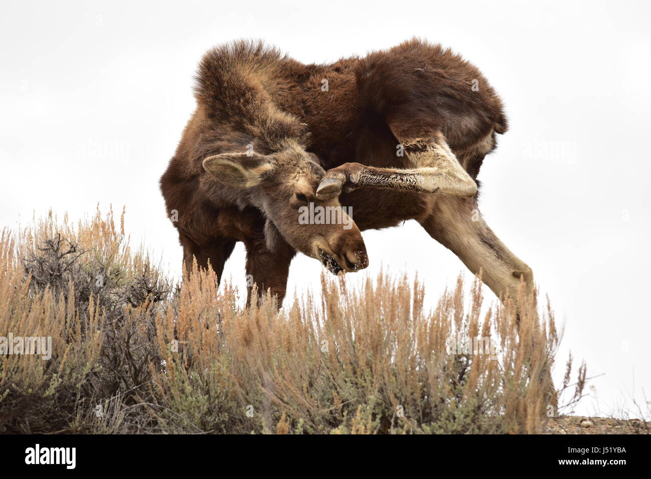 Bull head back hi-res stock photography and images - Alamy
