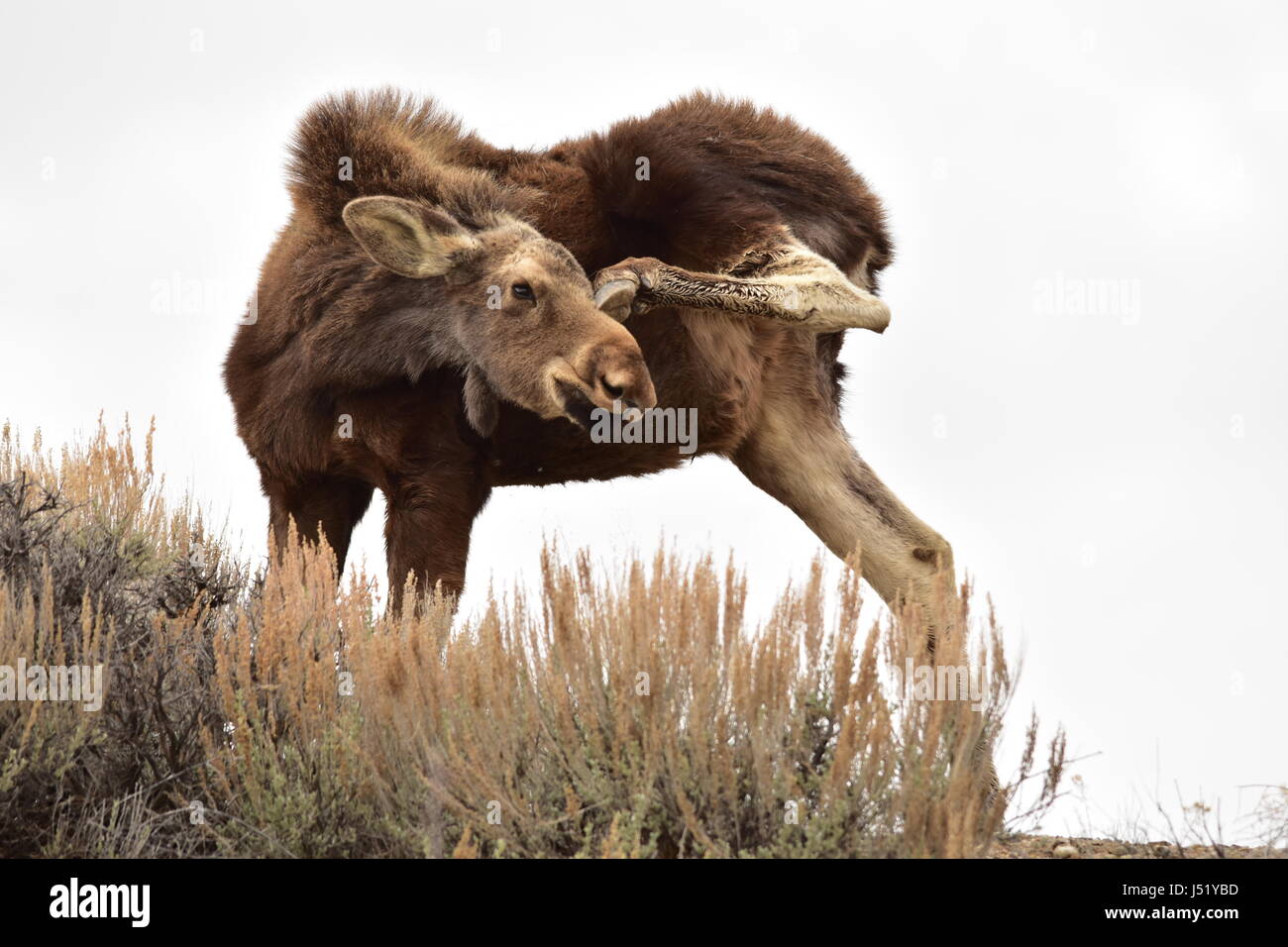 Bull head back hi-res stock photography and images - Alamy