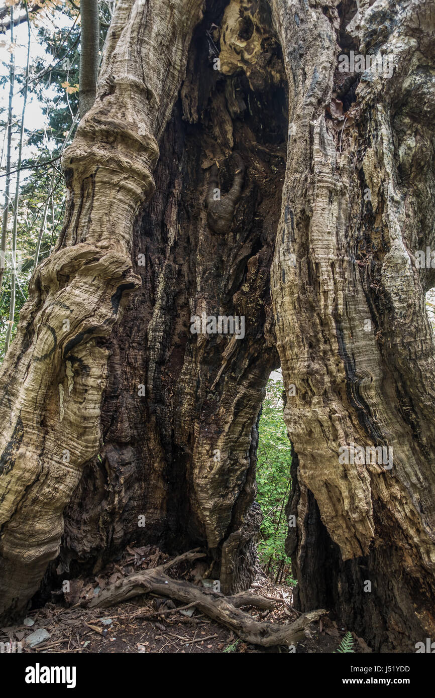 Burned tree trunk hi-res stock photography and images - Alamy