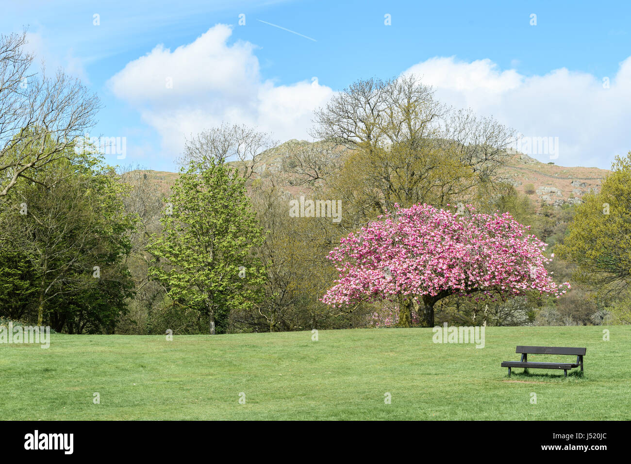 Pink blossom tree hi-res stock photography and images - Alamy