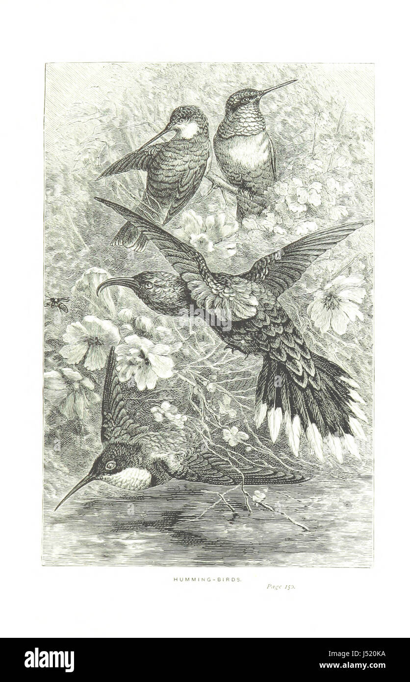 [Wanderings in South America ... With an introduction by Norman Moore ...