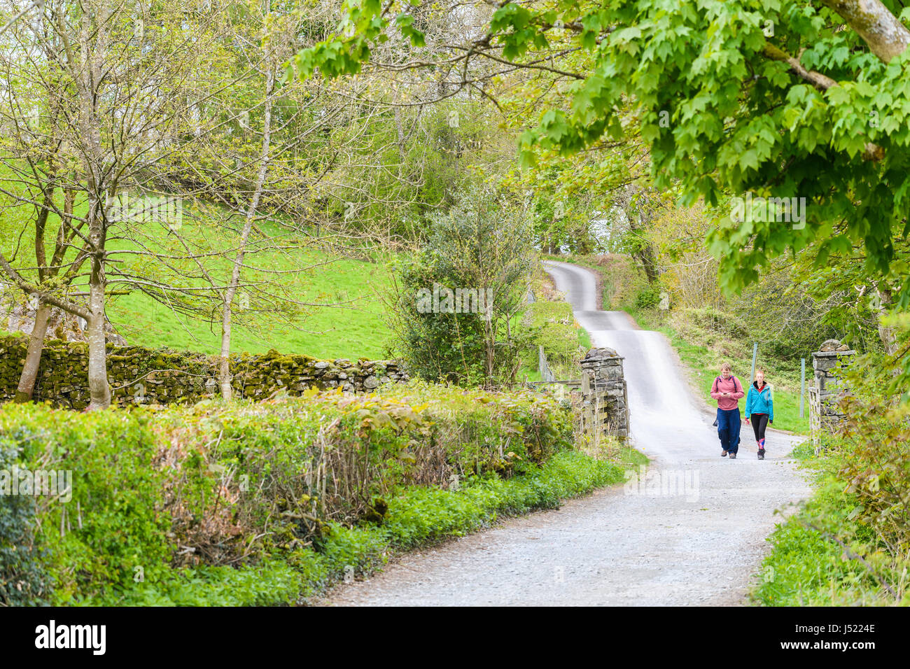 A couple of ramblers walk on a sunny day in springtime along a woodland ...