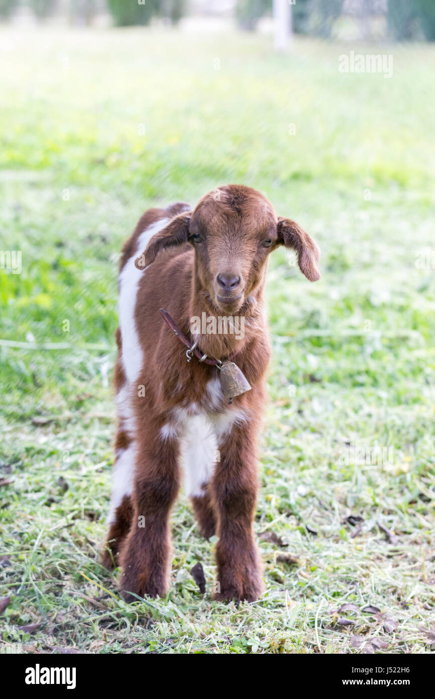 Baby goat grazing on the farm Stock Photo - Alamy