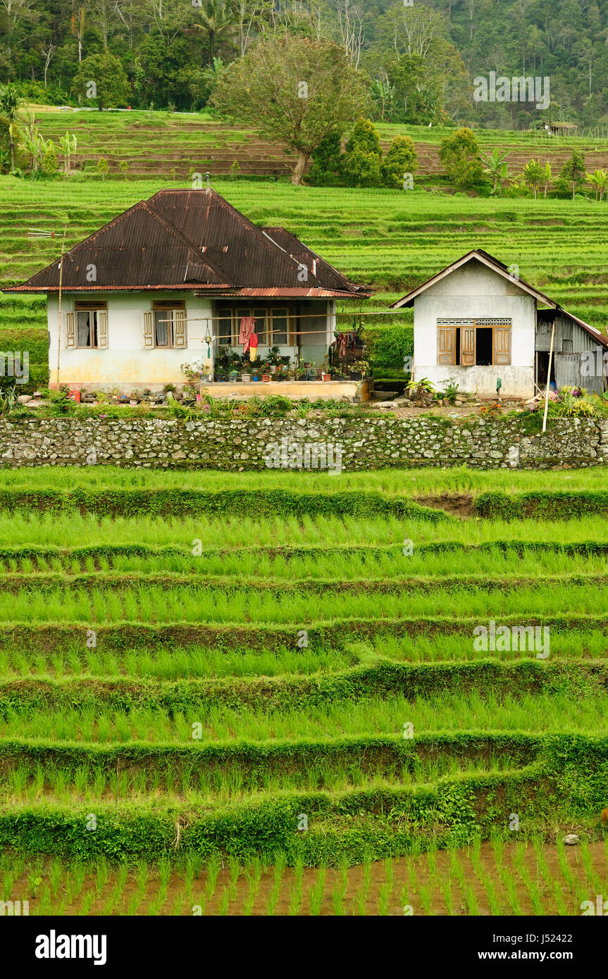 Indonesia countryside on the West Sumatra island near Bukittinggi city ...