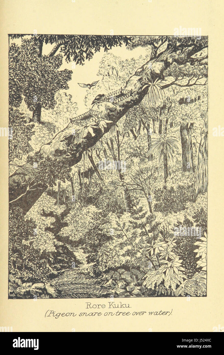 The illustrations in White's Ancient History of the Maori depict key ...
