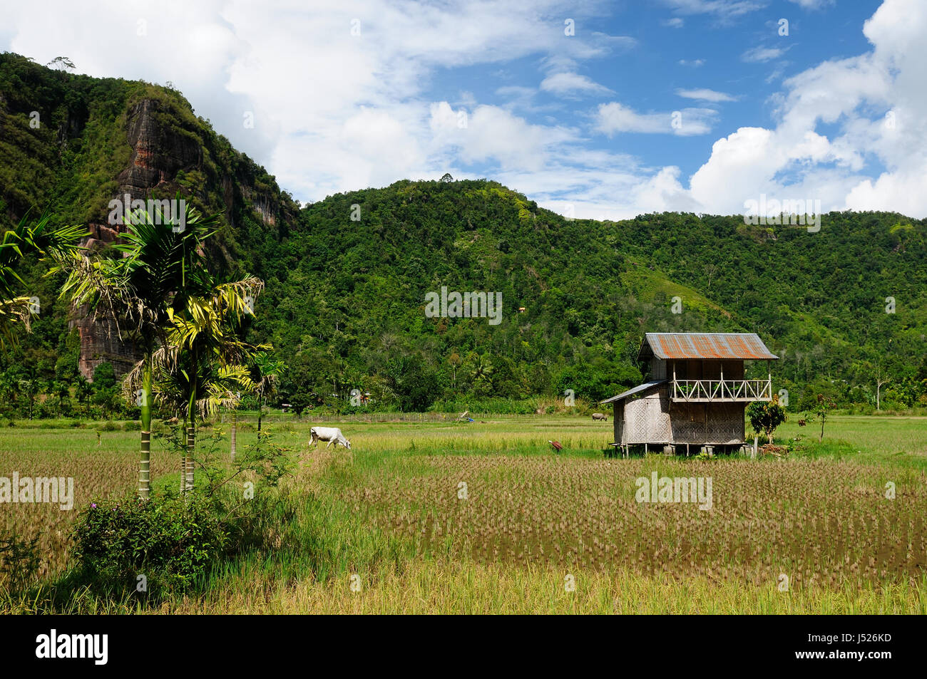Harau valley - Indonesia countryside on the West Sumatra island near ...